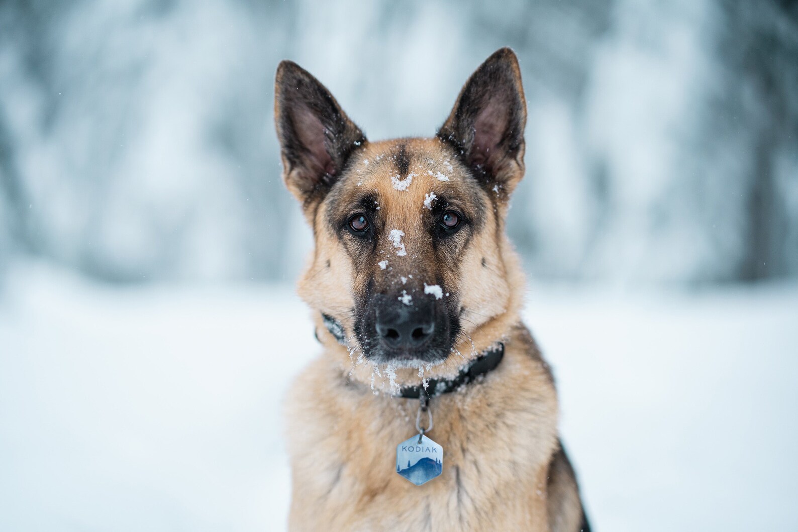 Unique Dog Tag/ Dog Id Tag/ Dog Tags for Dogs/ Dog Name Tags/ Dog Tags ...