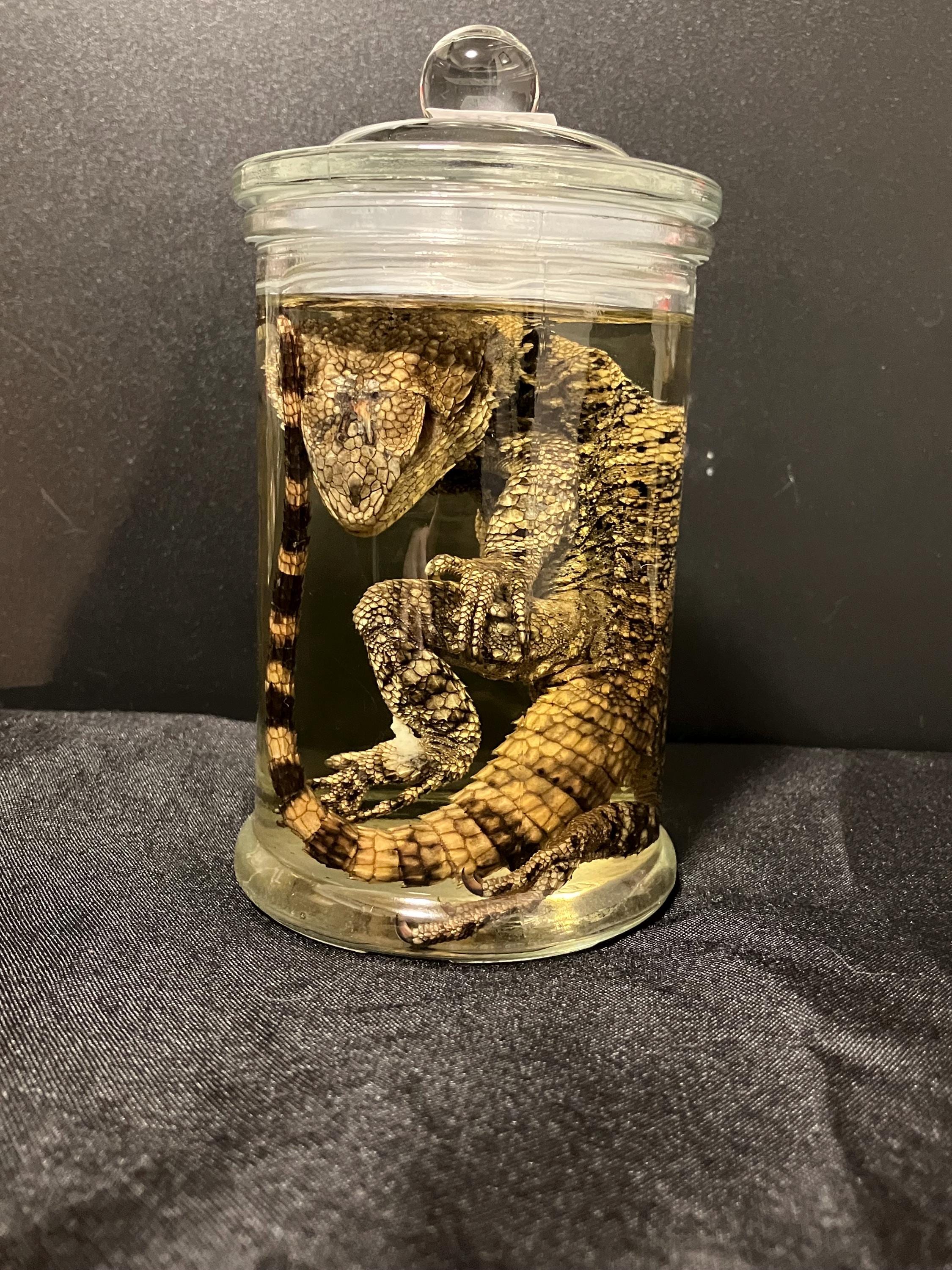 Various Wet Specimens - Etsy
