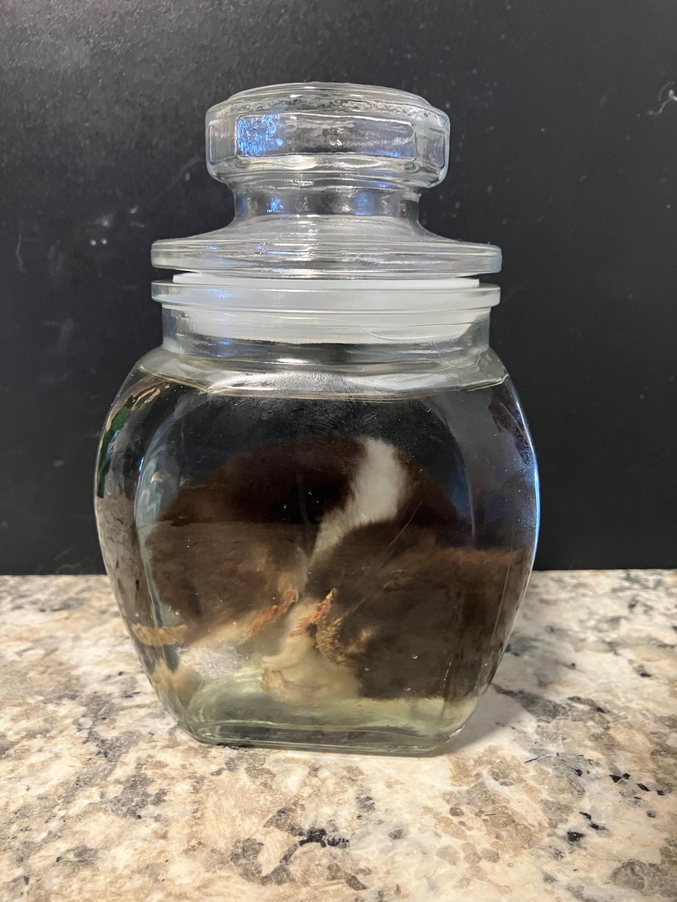 Various Wet Specimens - Etsy