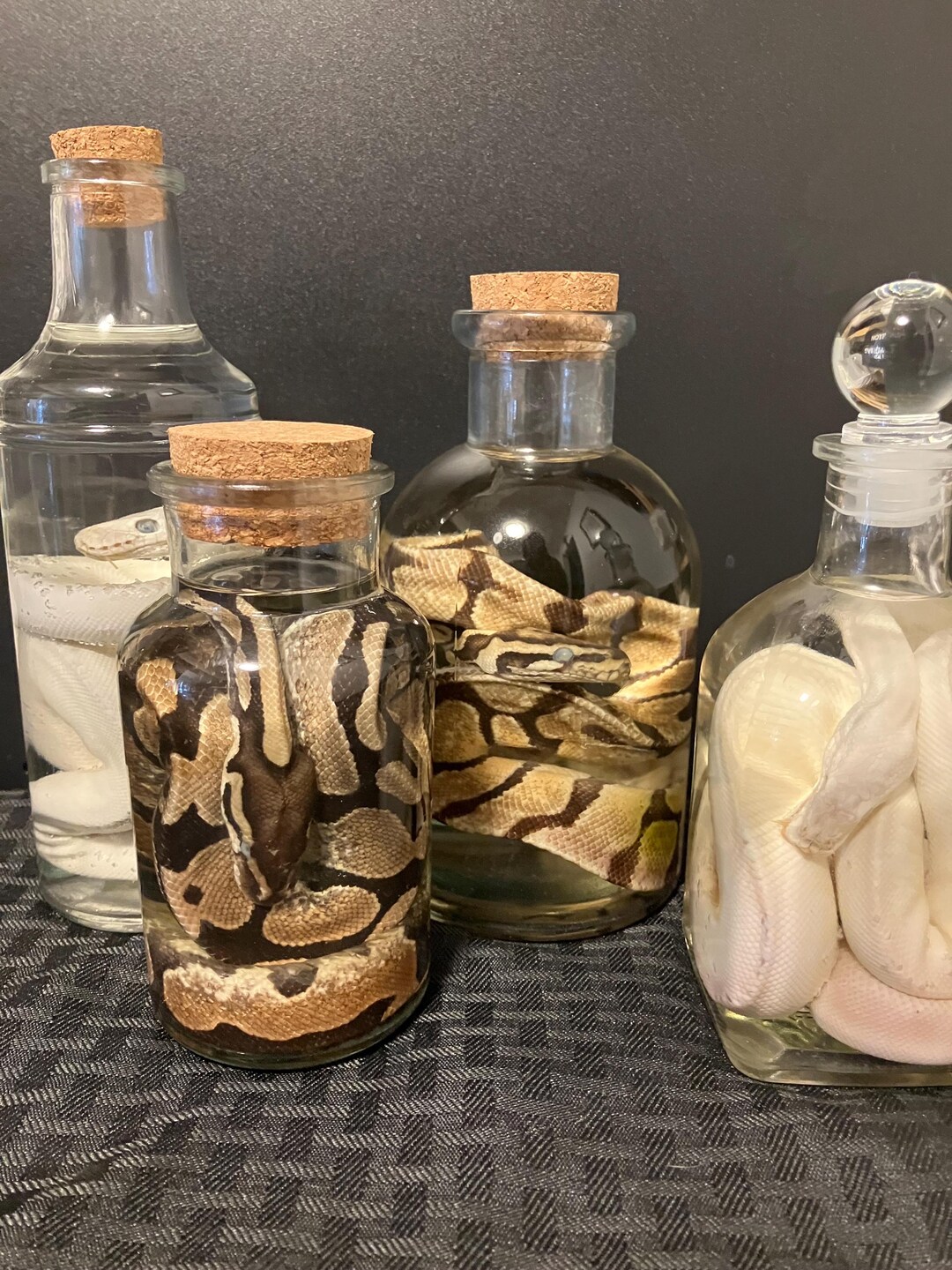 Medium Snake Wet Specimens - Etsy