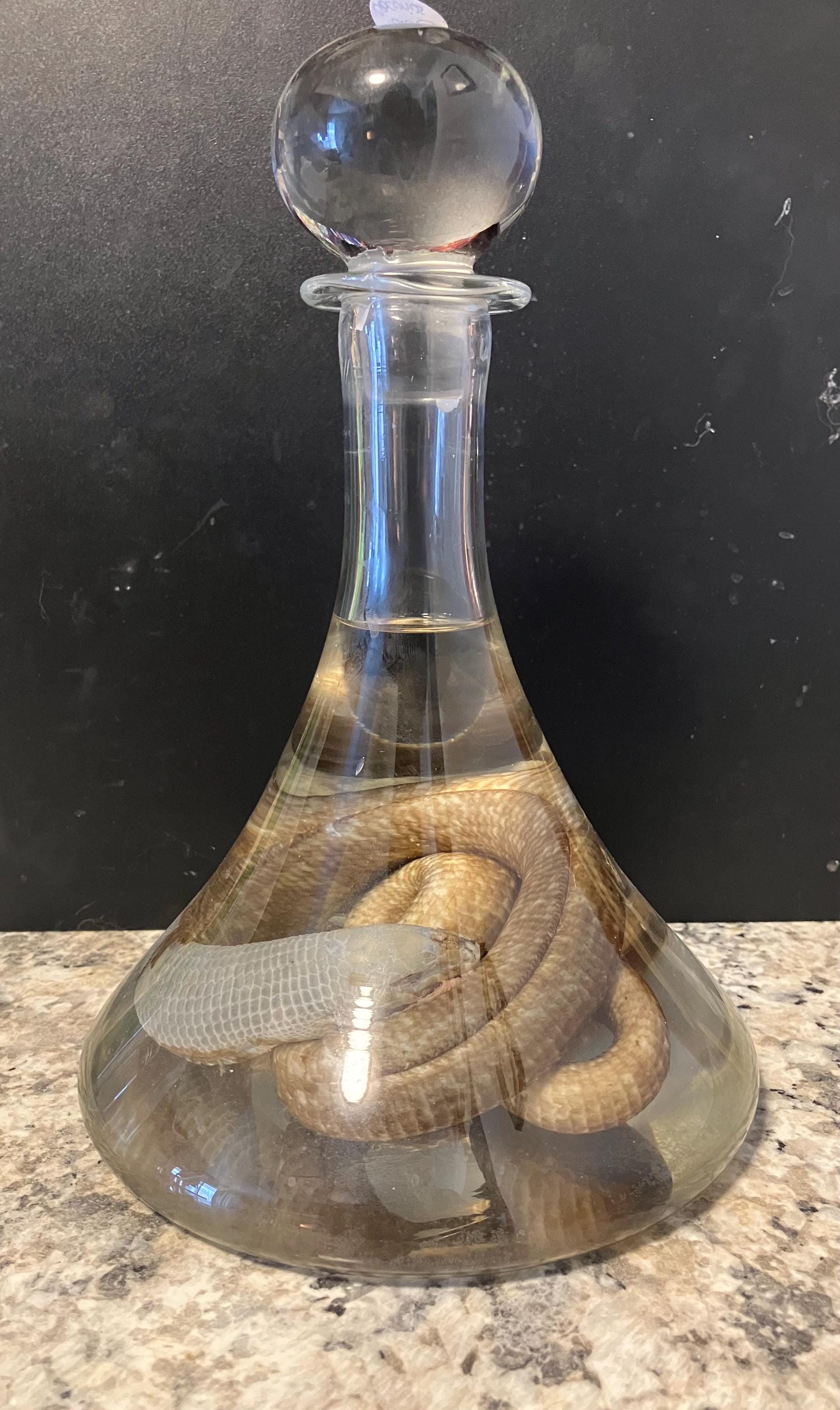 Various Wet Specimens - Etsy