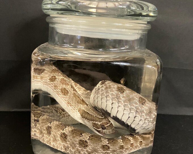 Various Snakes Wet Specimens - Etsy