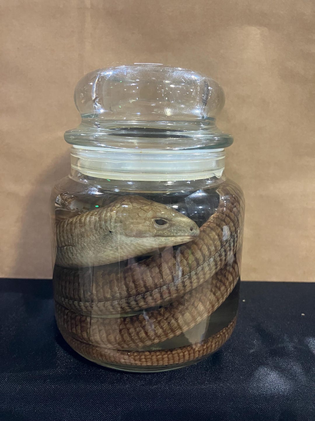 Various Wet Specimens - Etsy