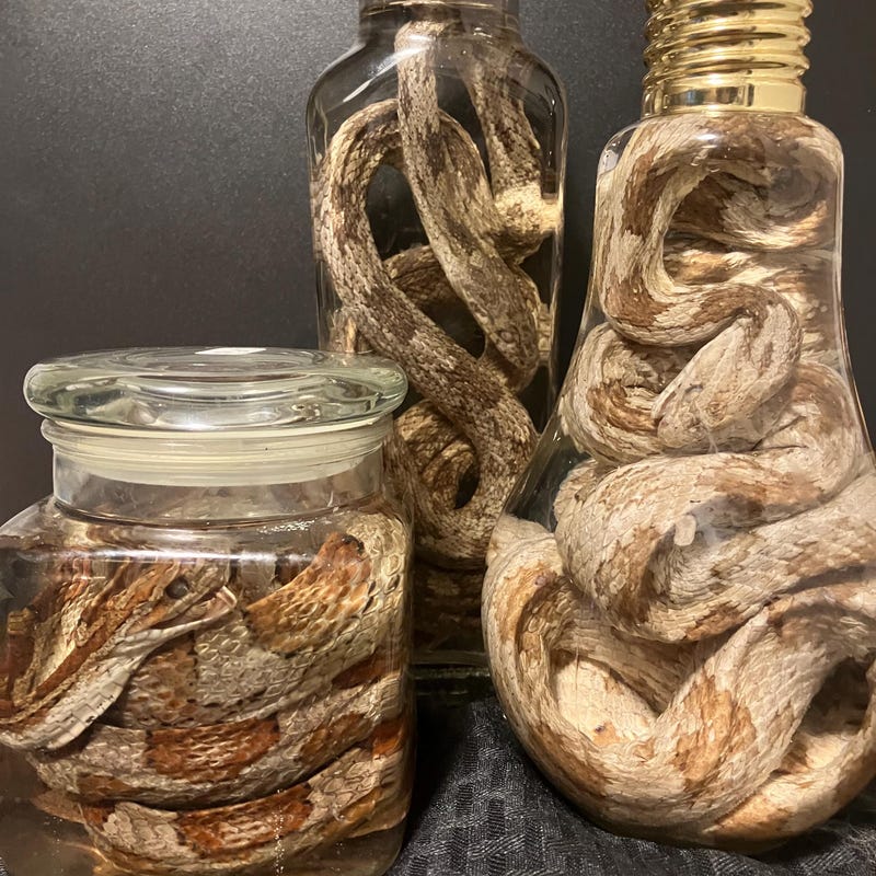 Wet Specimen - Etsy