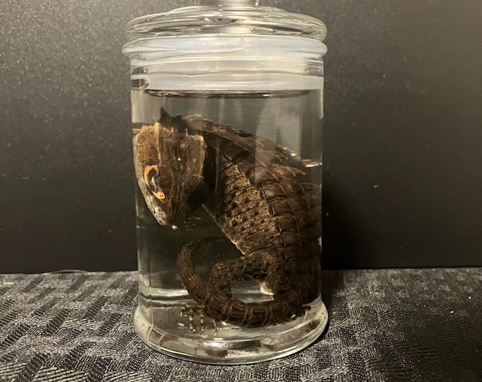 Crocodile Skink and Rabbit Foot #8 Bundle - Etsy