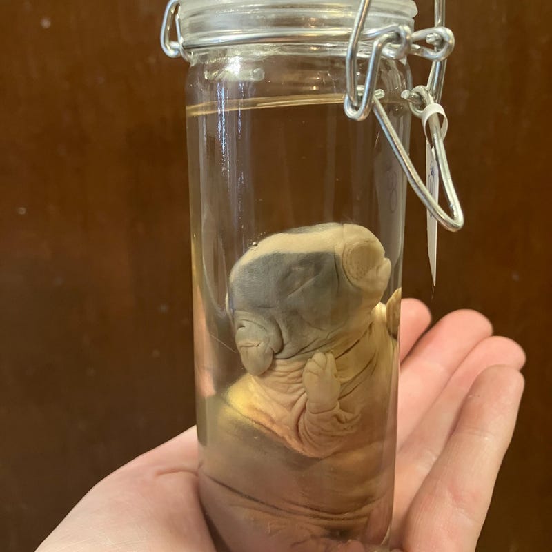 Wet Specimen - Etsy