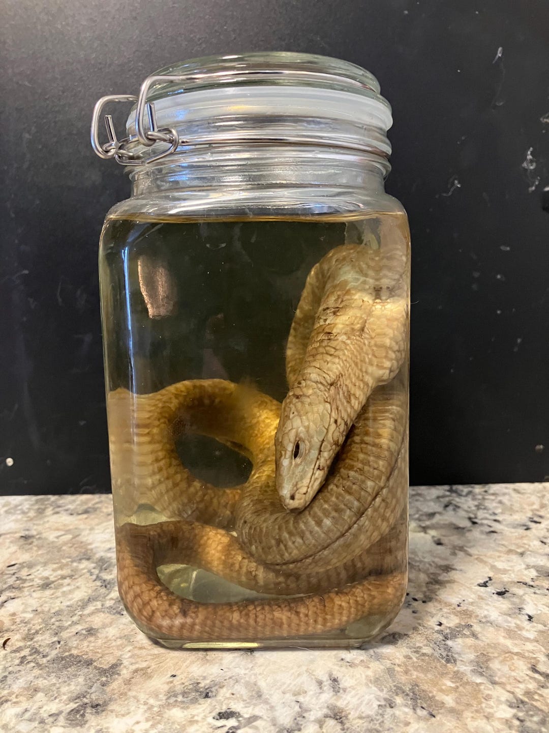 Various Wet Specimens - Etsy