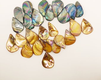 Teardrop Shell - Etsy