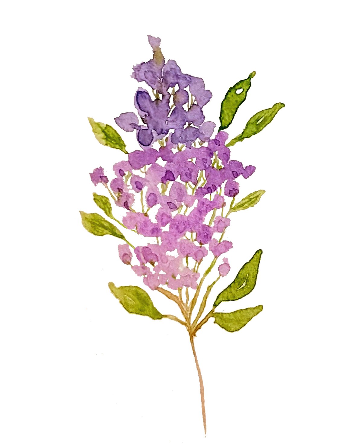 Spring Clip Art Watercolor Flowers Pastel Flower Clip Art - Etsy