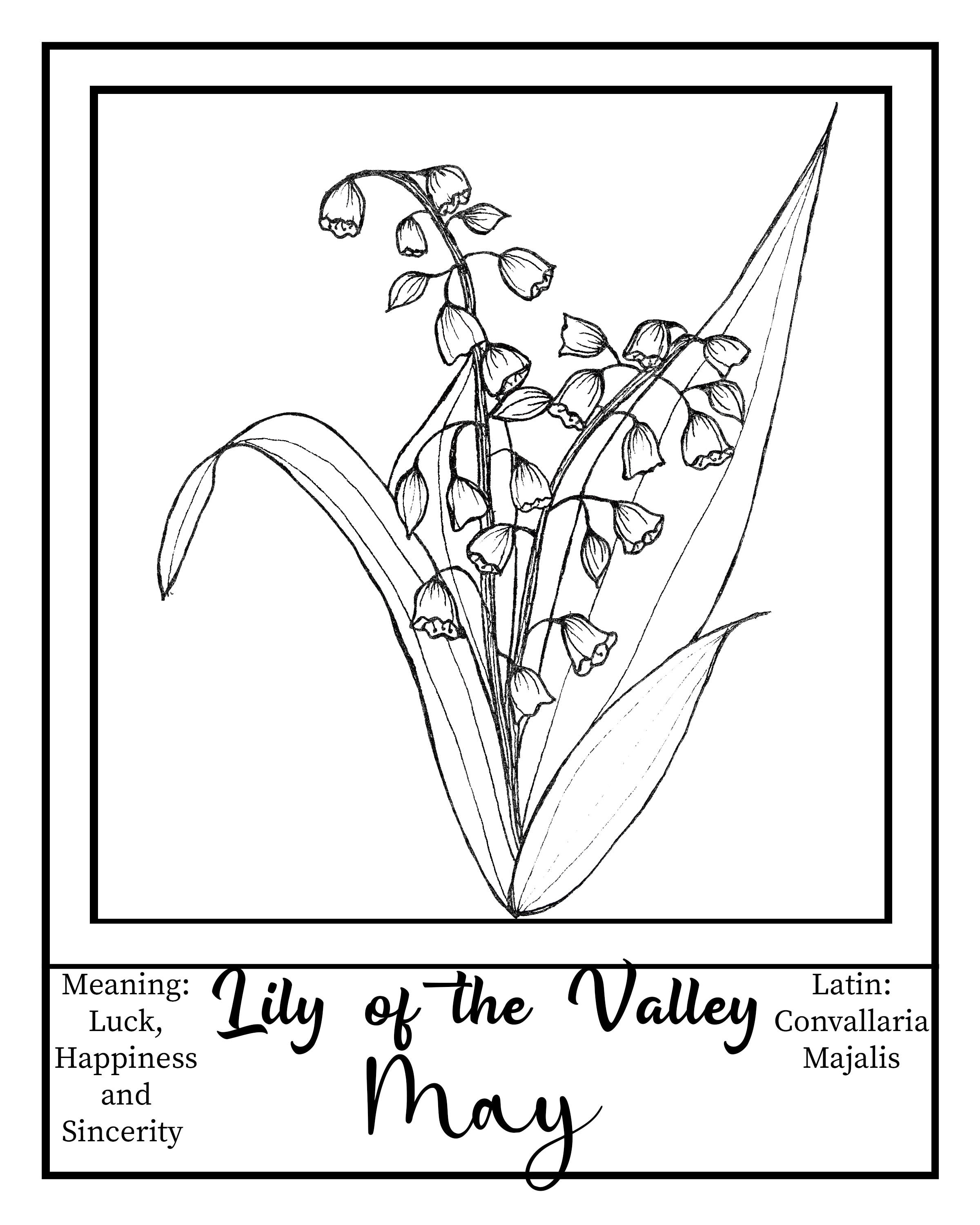 May Birth Flower May Monthly Flower May Birth Flower Watercolor Lily of ...