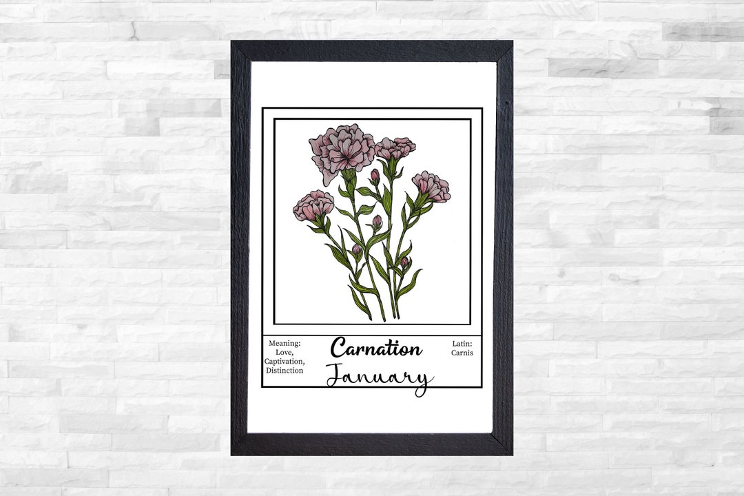 January Birth Month Flower | Watercolor Carnation | Carnation Coloring ...