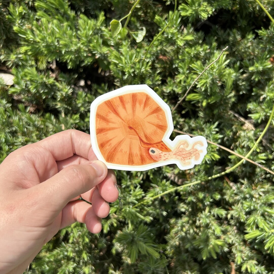 Nautilus Sticker - Etsy