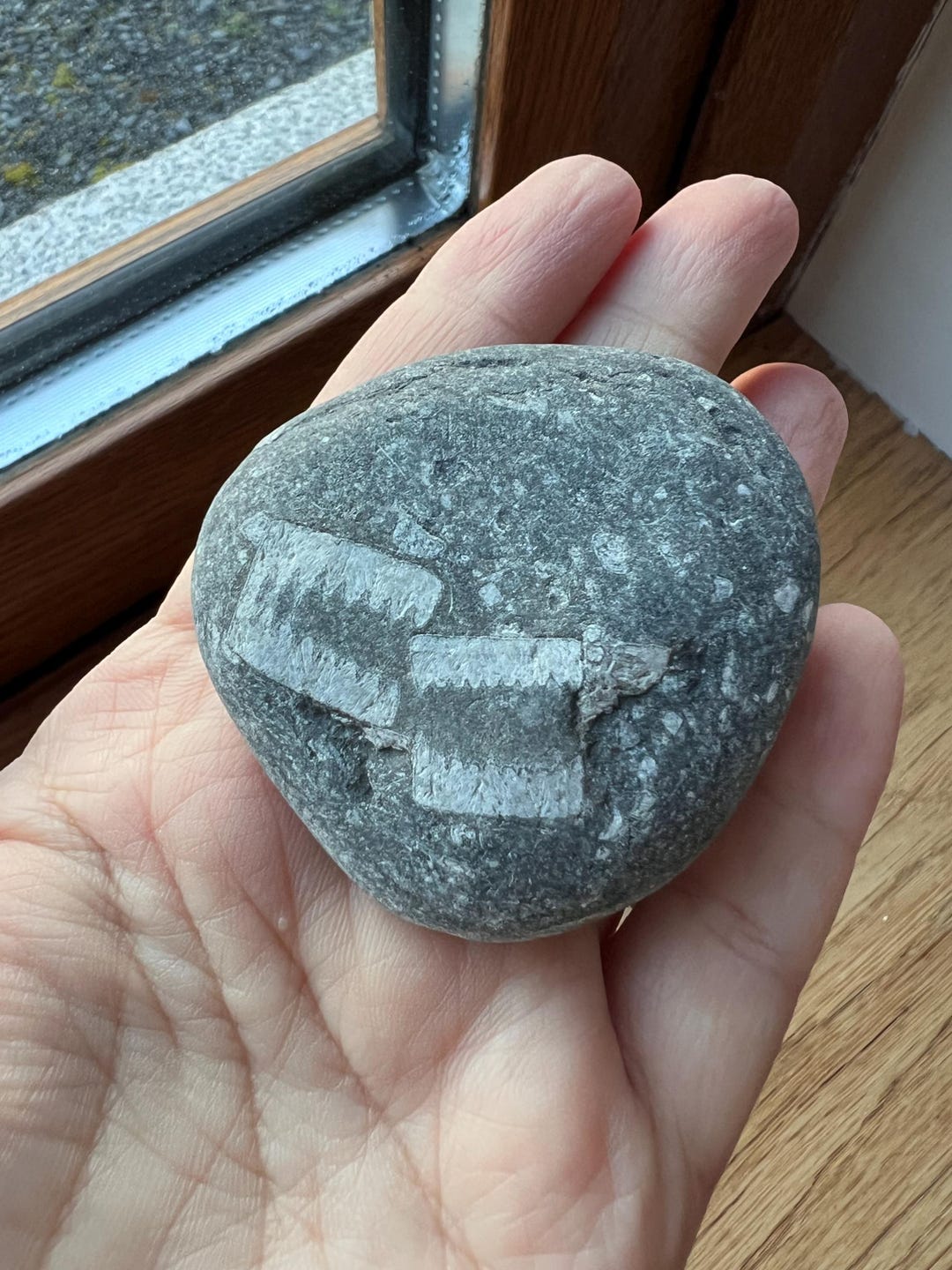 Rare 54.1mm (2.13") Crinoid Fossil Stone – Hand-picked Irish Coast ...