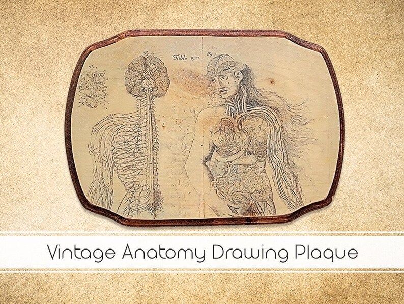 Vintage Anatomy Drawing Wood Plaque: Macabre Medical Wall Art - Etsy