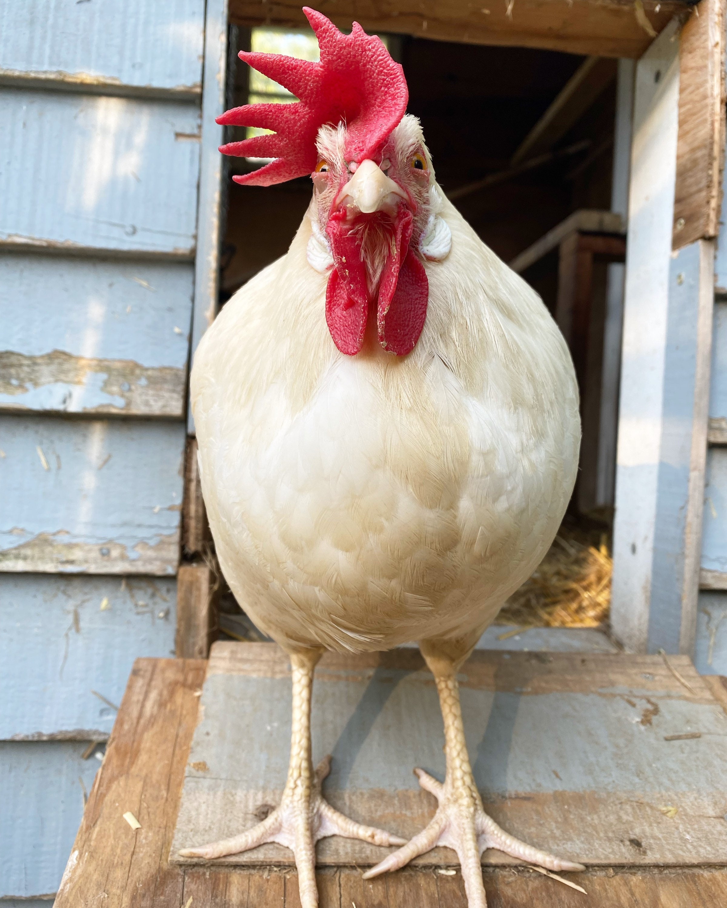 Not Today Mother Clucker - Etsy