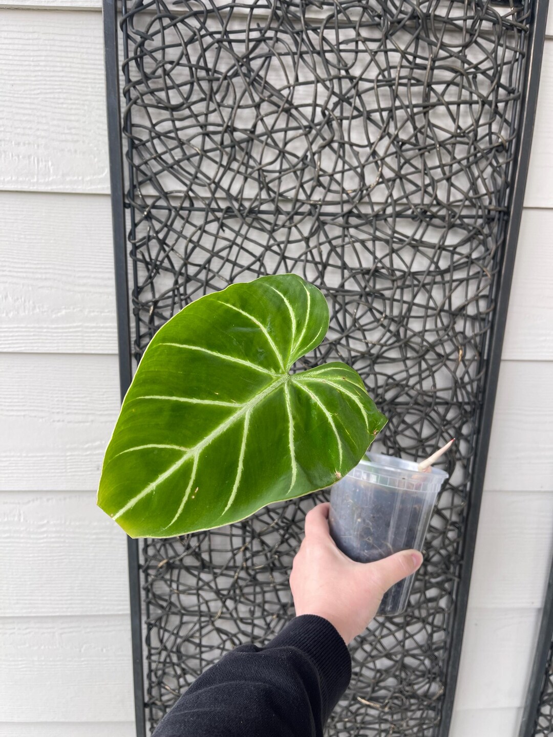 Zebra Gloriosum Philodendron - Etsy