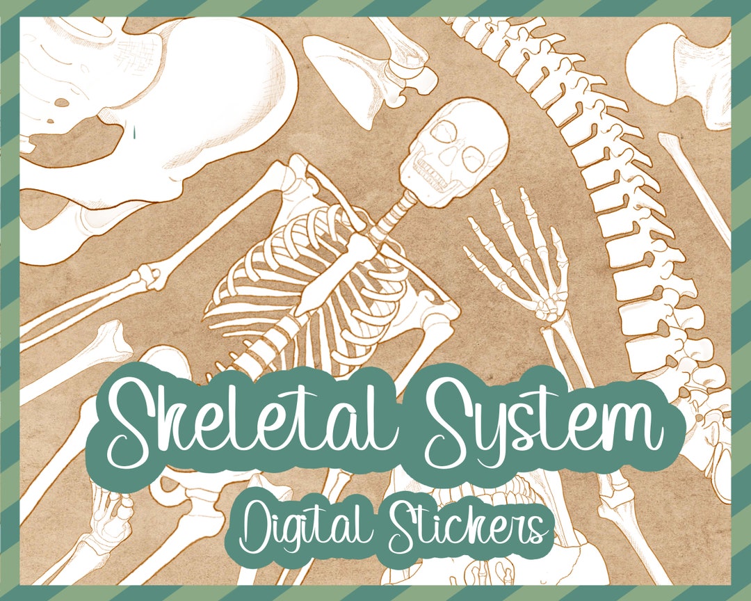 Biology Digital Sticker for Medicial Student Study Skeletal System ...
