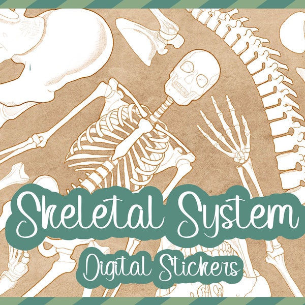 Anatomy Biology Stickers - Etsy