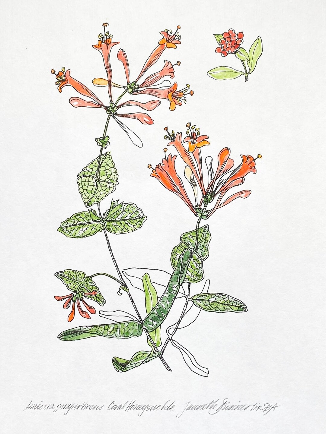 Coral honeysuckle store