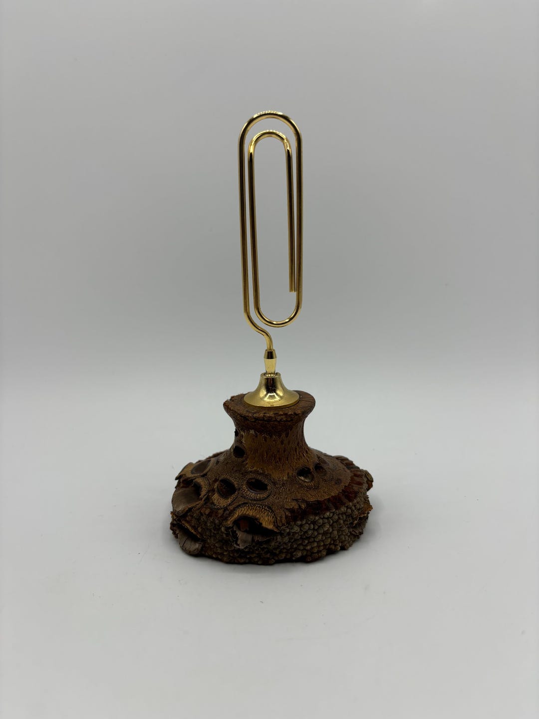 Banksia Nut Tree Pod Photo Picture Display Stand, Australian Banksia ...