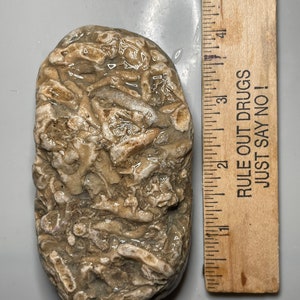 Fossil Soup, Pack Stone, Bryozoan Hash | Souvenir - Etsy