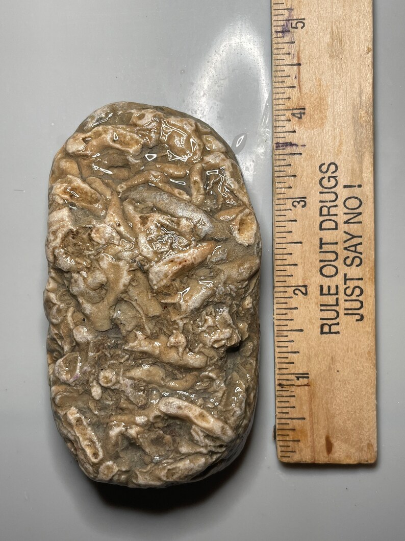Fossil Soup Pack Stone Bryozoan Hash - Etsy