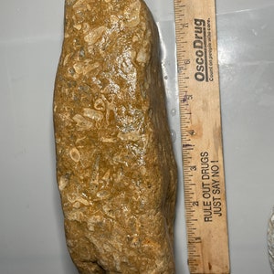 Fossil Soup, Pack Stone, Bryozoan Hash | Souvenir - Etsy