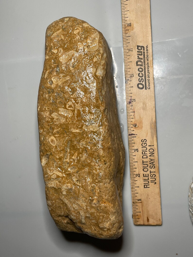 Fossil Soup Pack Stone Bryozoan Hash - Etsy