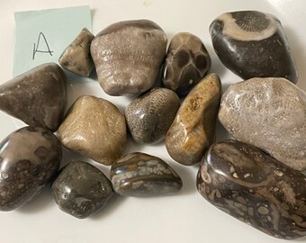 Great Lakes Fossil - Etsy