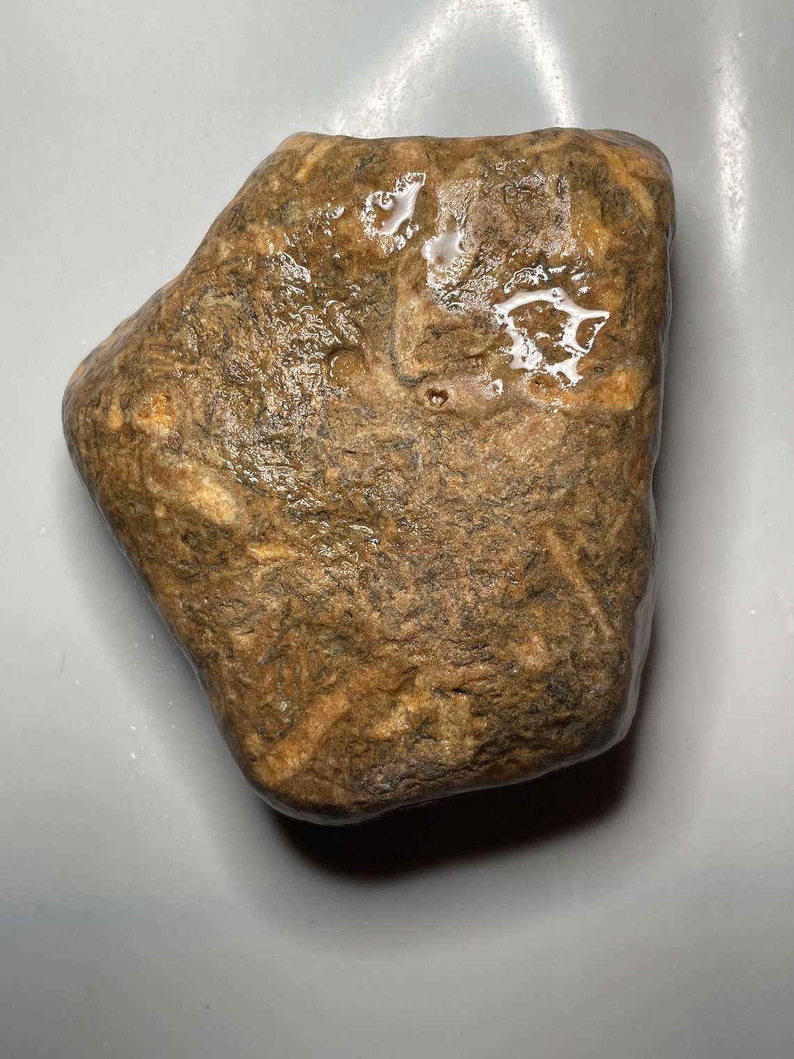 Fossil Soup Pack Stone Bryozoan Hash - Etsy