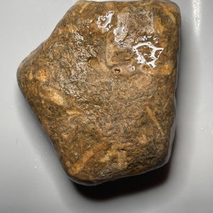 Fossil Soup, Pack Stone, Bryozoan Hash | Souvenir - Etsy