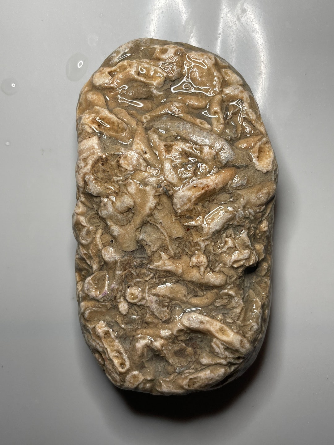 Fossil Soup, Pack Stone, Bryozoan Hash | Souvenir - Etsy