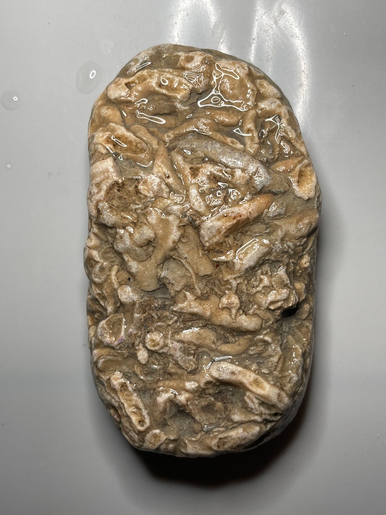 Fossil Soup, Pack Stone, Bryozoan Hash | Souvenir - Etsy