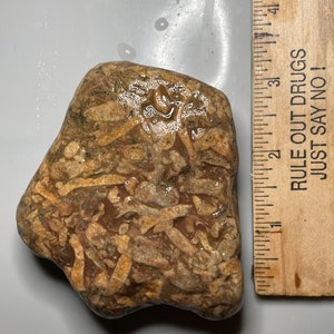 Fossil Soup, Pack Stone, Bryozoan Hash | Souvenir - Etsy