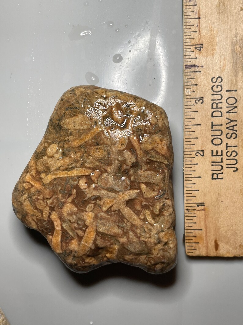 Fossil Soup Pack Stone Bryozoan Hash - Etsy