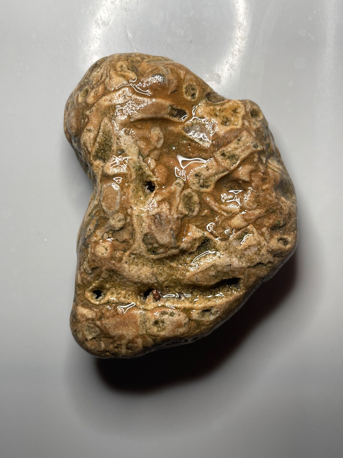 Fossil Soup Pack Stone Bryozoan Hash - Etsy