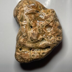 Fossil Soup, Pack Stone, Bryozoan Hash | Souvenir - Etsy