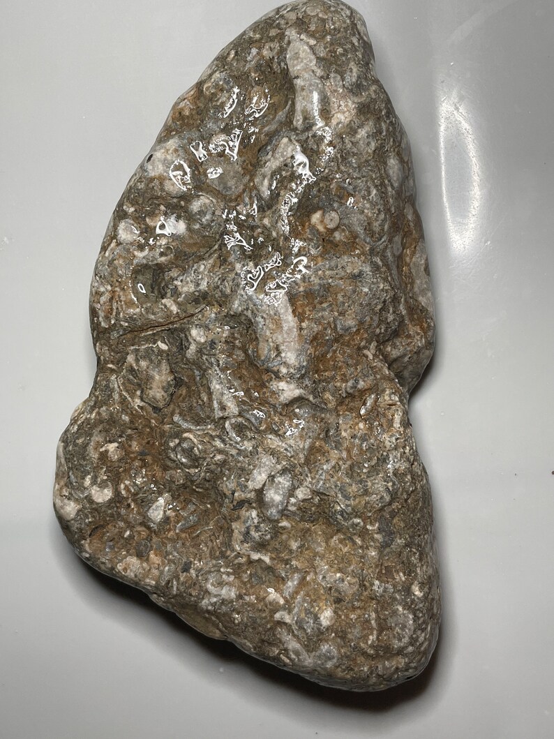 Fossil Soup Pack Stone Bryozoan Hash - Etsy