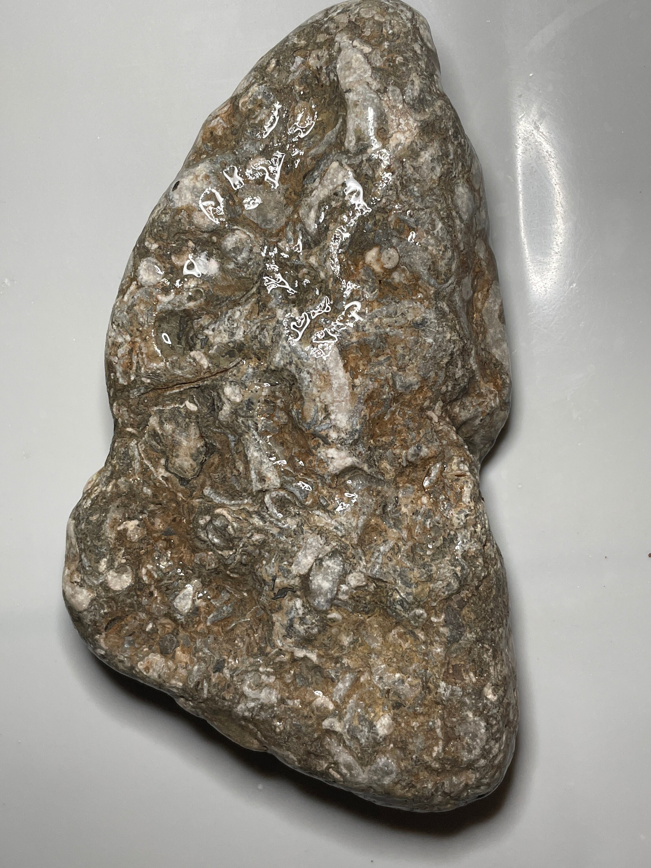 Fossil Soup, Pack Stone, Bryozoan Hash - Etsy