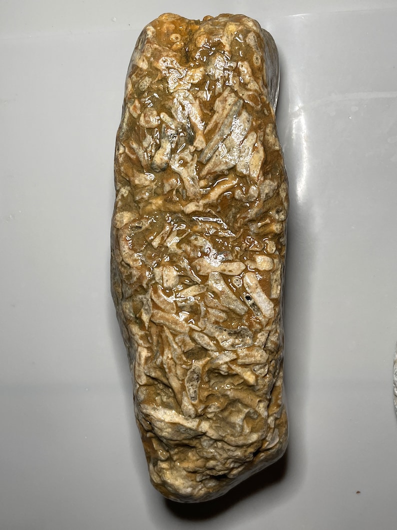 Fossil Soup, Pack Stone, Bryozoan Hash - Etsy