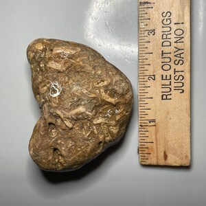 Fossil Soup, Pack Stone, Bryozoan Hash | Souvenir - Etsy