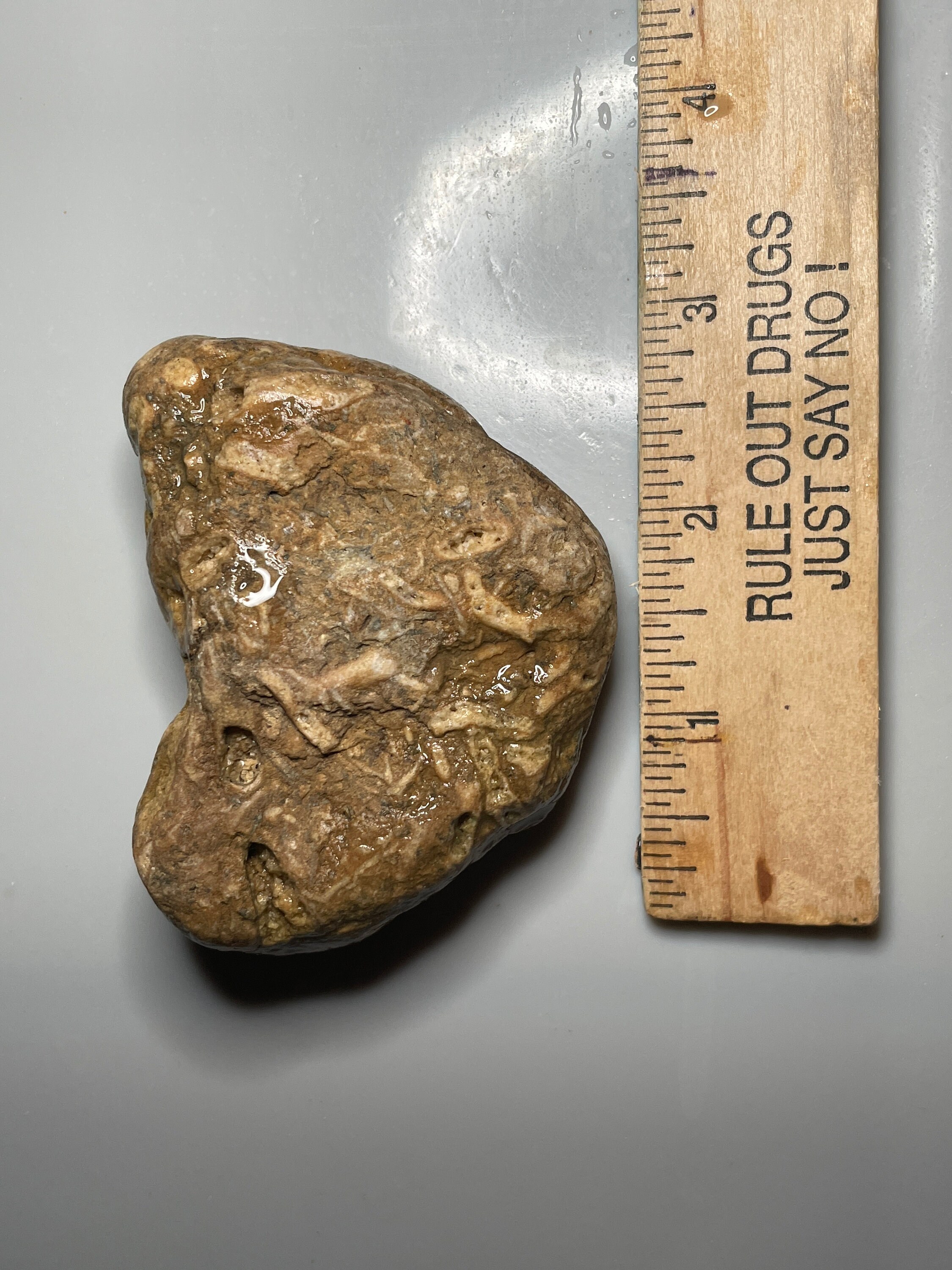 Fossil Soup, Pack Stone, Bryozoan Hash - Etsy