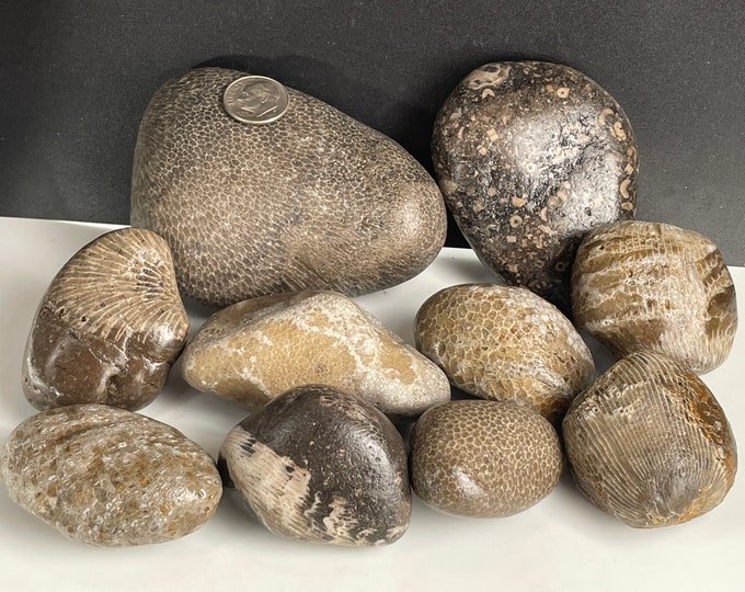 Spectacular High-detail Bryozoan Colony Fossil heterotrypidae Dekayia ...