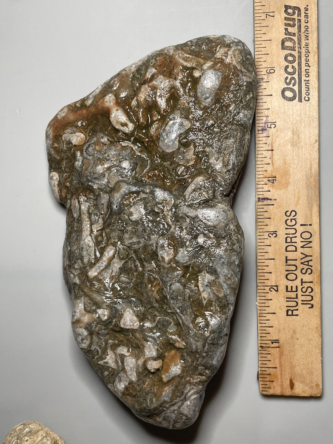 Fossil Soup Pack Stone Bryozoan Hash - Etsy