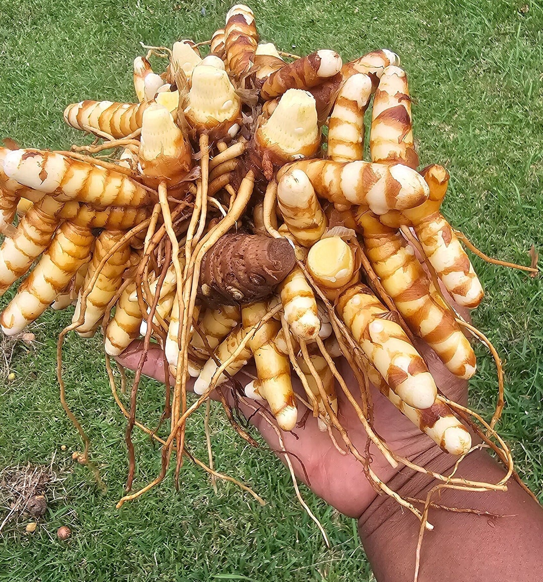 1/2 Lb Fresh White Turmeric Amba Haldi White Zedoary Harvest From Our ...