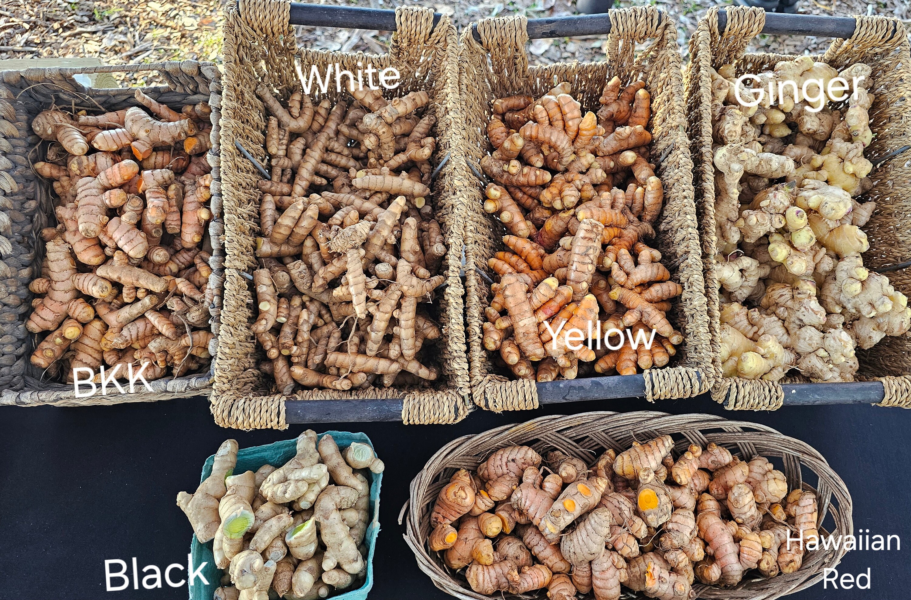 1/2 Lb Fresh White Turmeric Amba Haldi White Zedoary Harvest From Our ...