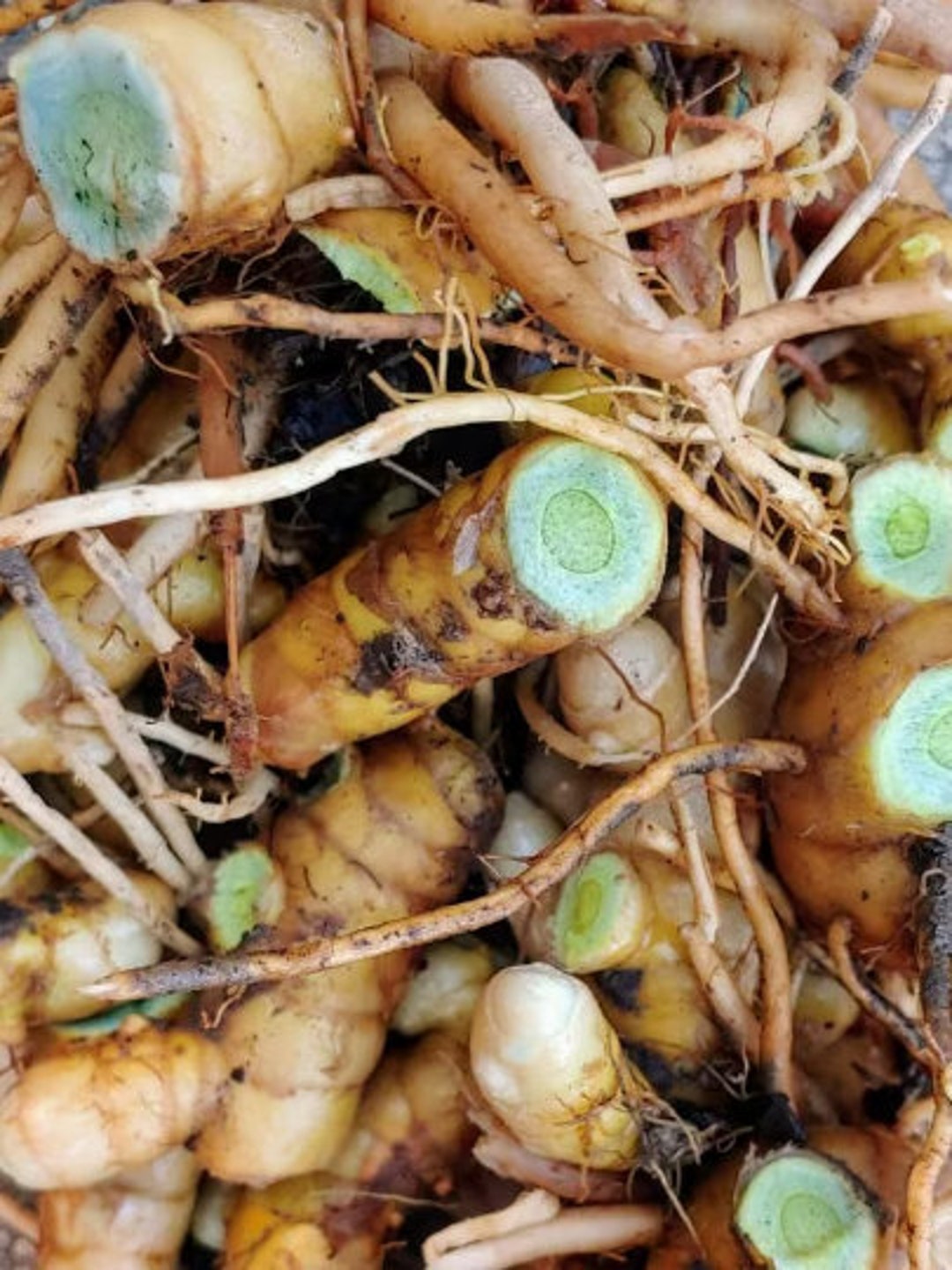 1/4 Lb Fresh Black Turmeric Curcuma Caesia Kali Haldi Black Zedoary ...