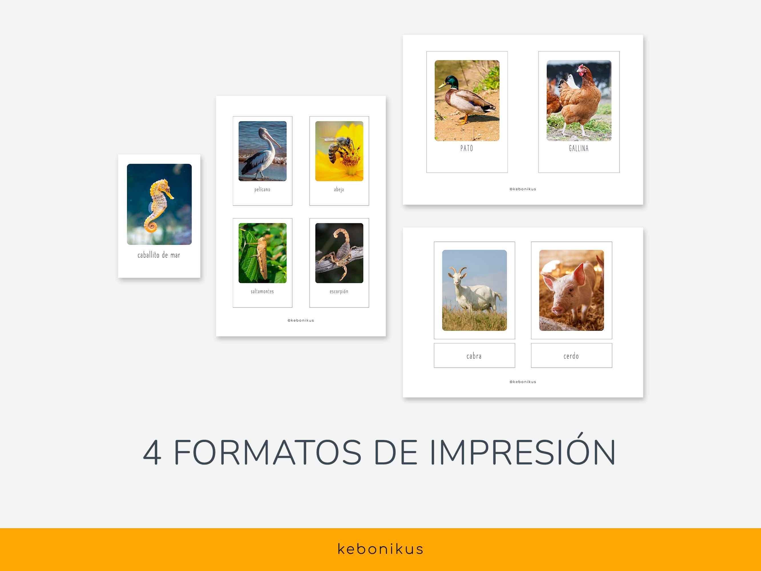 Tarjetas Educativas De Los Animales Para Niños – Descarga Las 101 ...