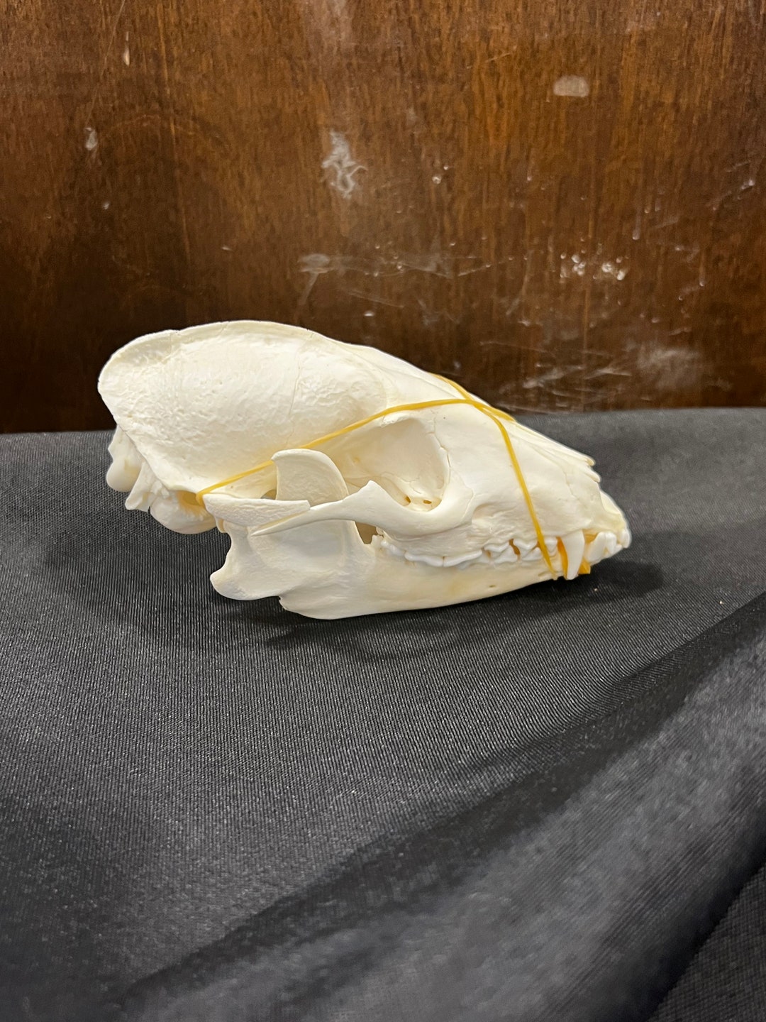 Tanuki, Raccoon Dog, Real Animal Skull - Etsy