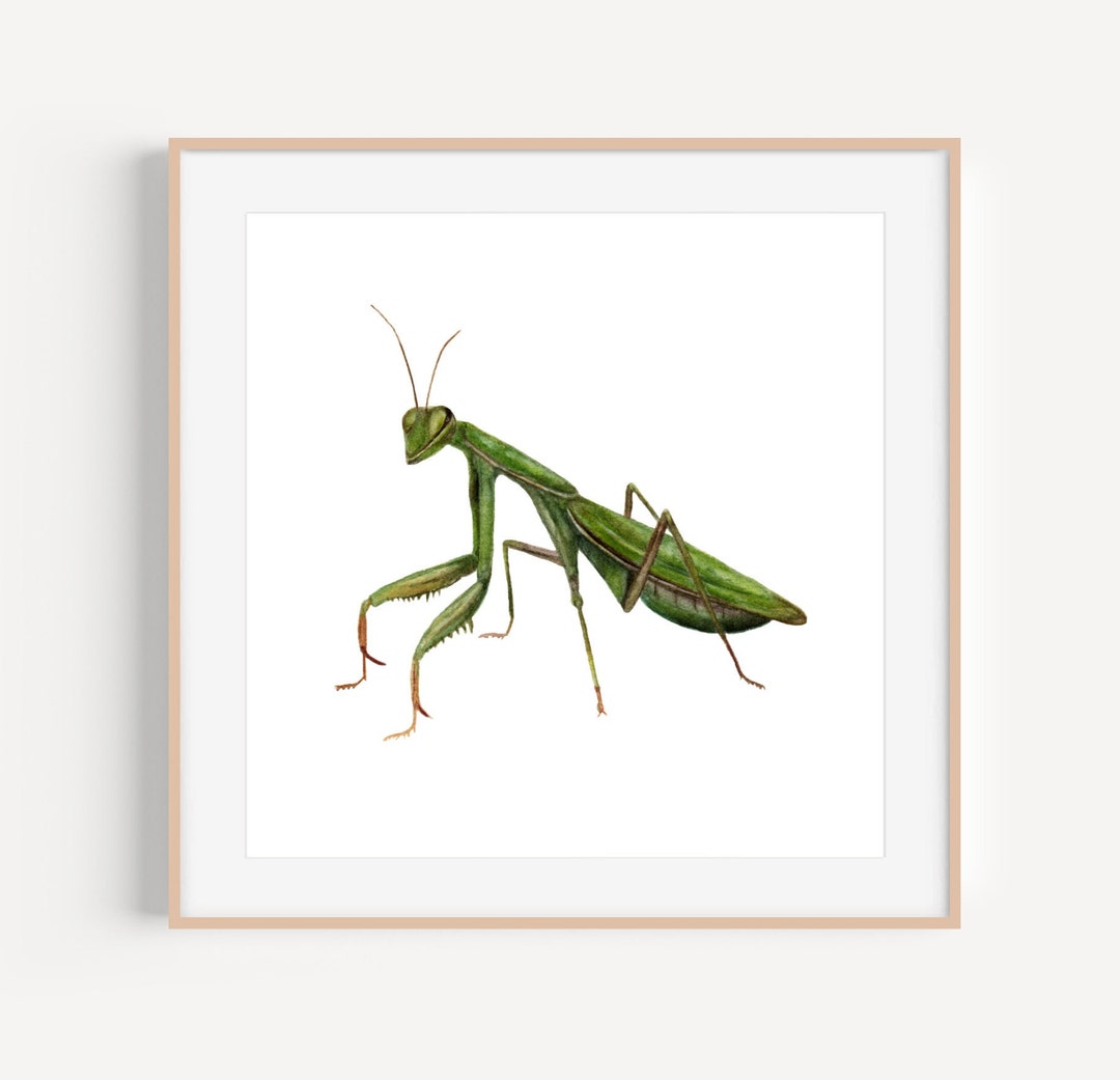 Praying Mantis Print | Praying Mantis Art | Praying Mantis Painting - Etsy